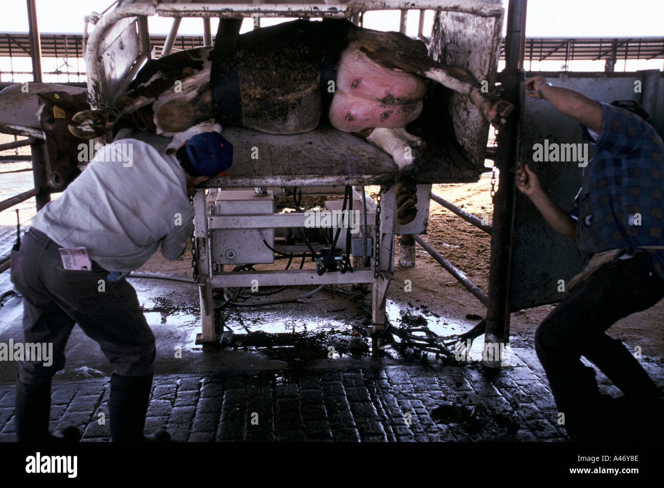 Sick cow hi-res stock photography and images - Alamy