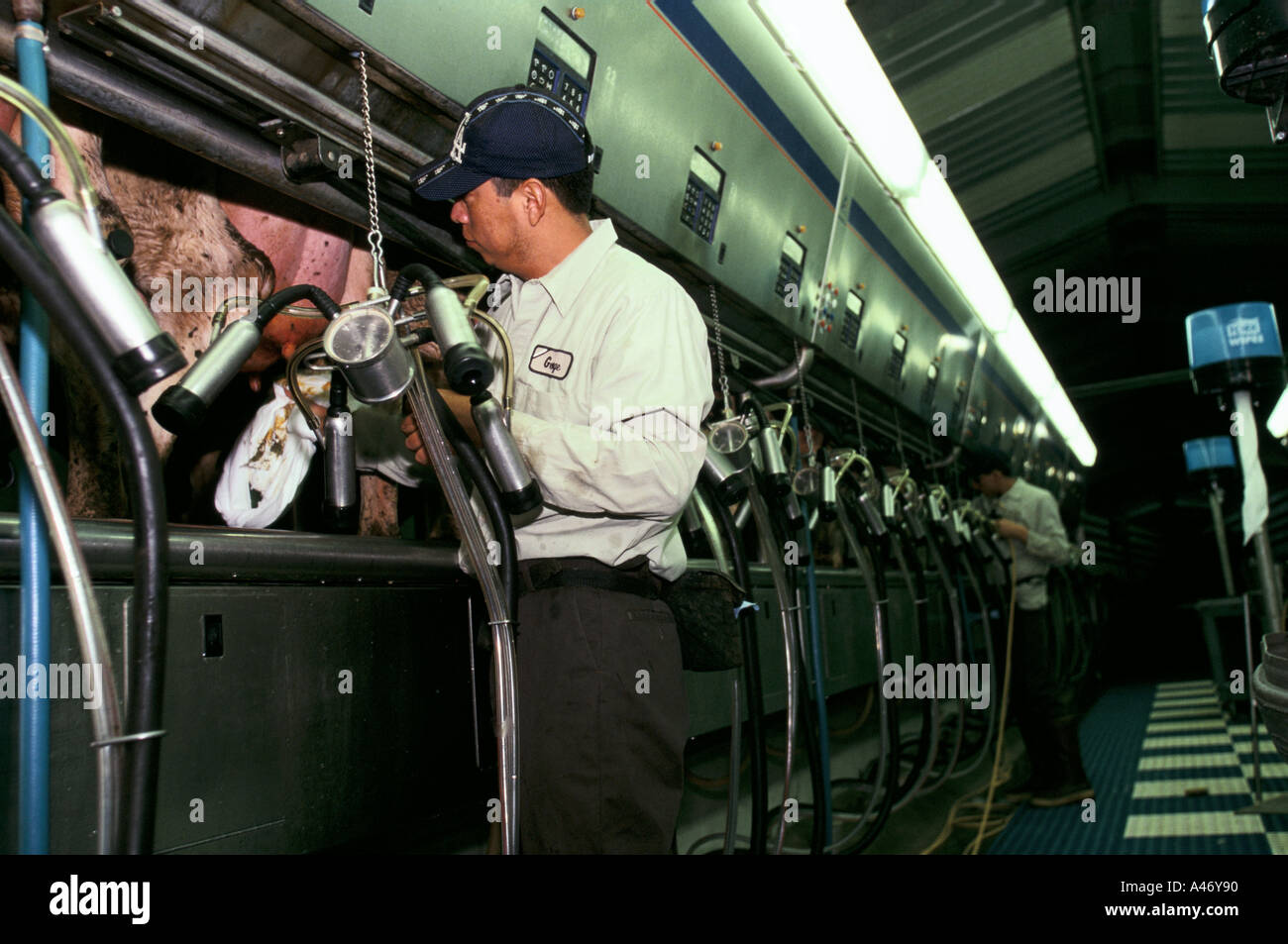 A farmhand prepares to milk cows in a dairy shed, Fresno, California ...