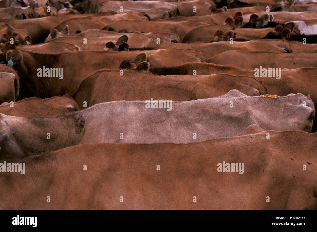 Milking a cow usa hi-res stock photography and images - Alamy