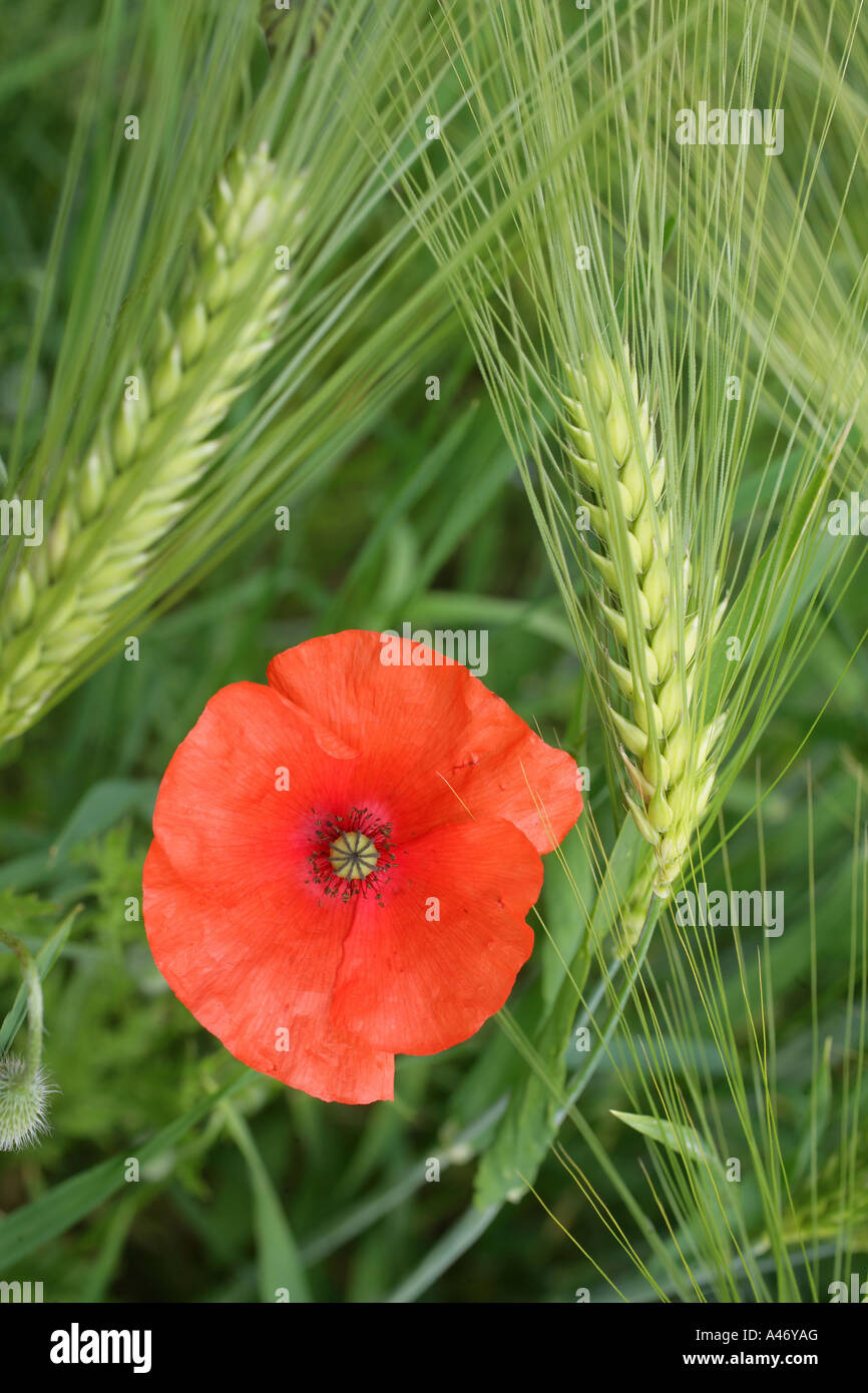 Poppy seed (Papaver rhoeas) blooms in a barley field Stock Photo - Alamy