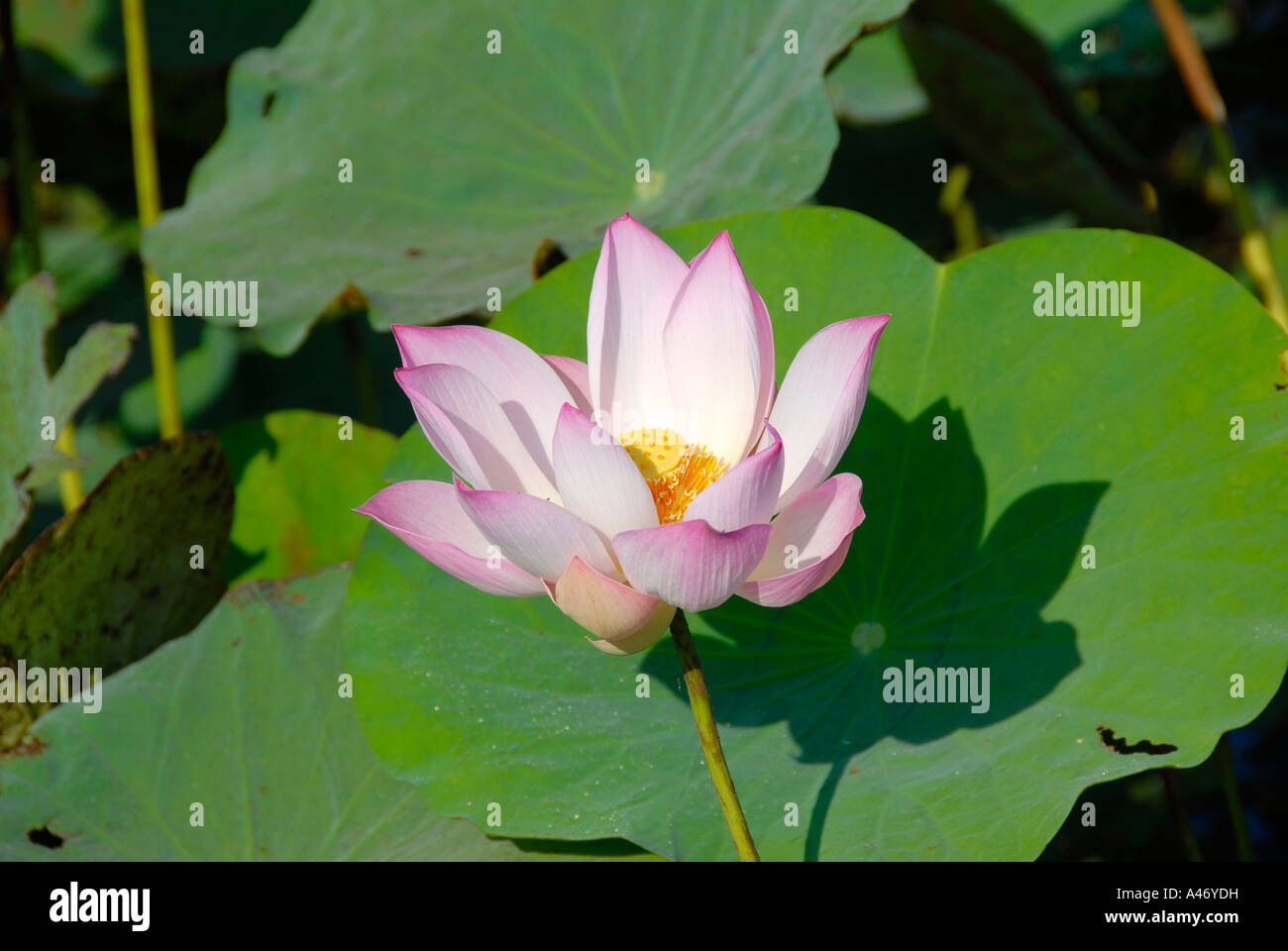 Pink coloured lotus Nelumbo nucifera Nelumbonaceae flower with leaf ...