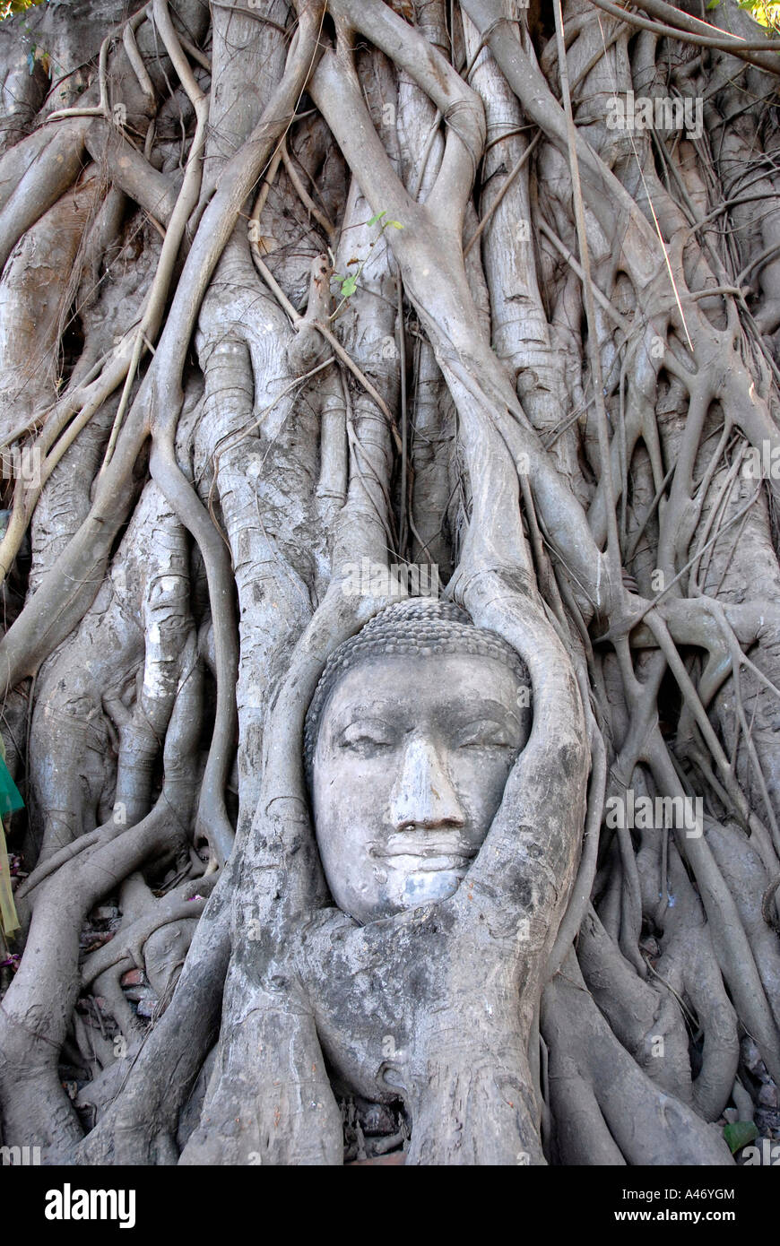 Ingrown head of a Buddha figure into the root system of a fig tree ...