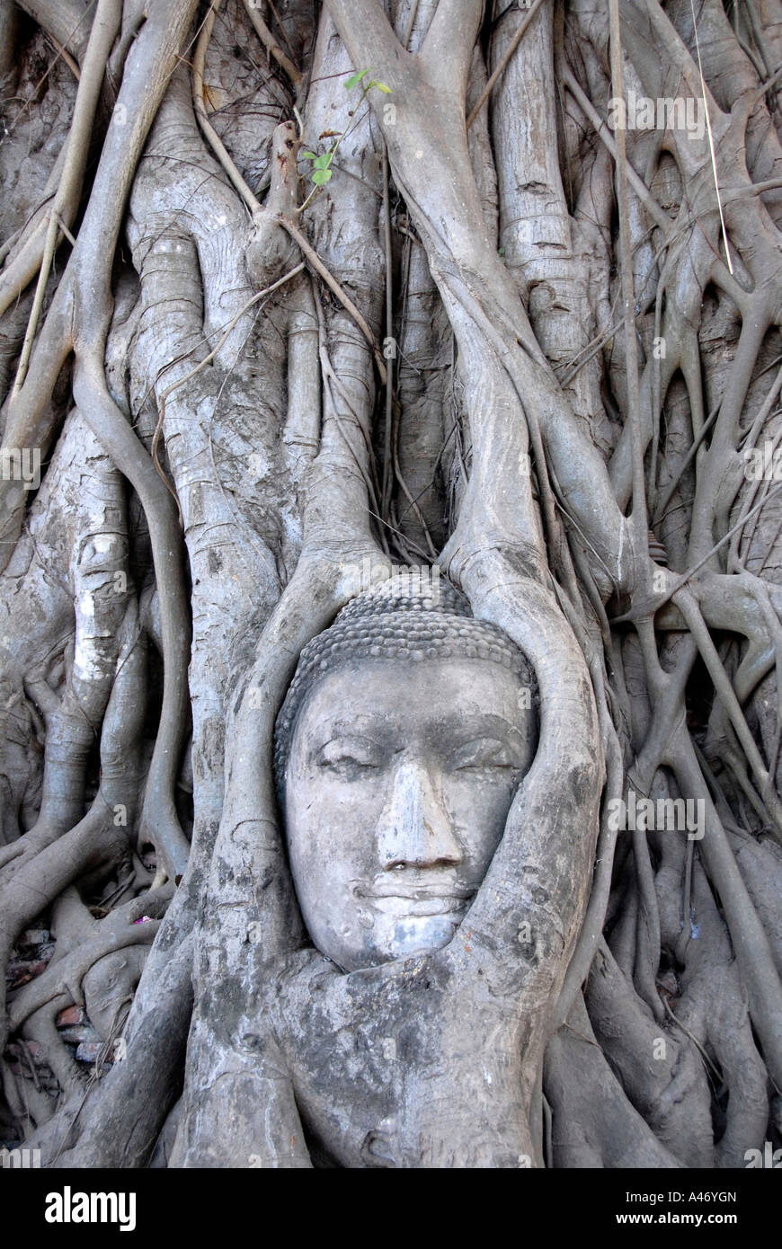 Buddha head entwined by the root system of a fig tree Ficus religiosa ...