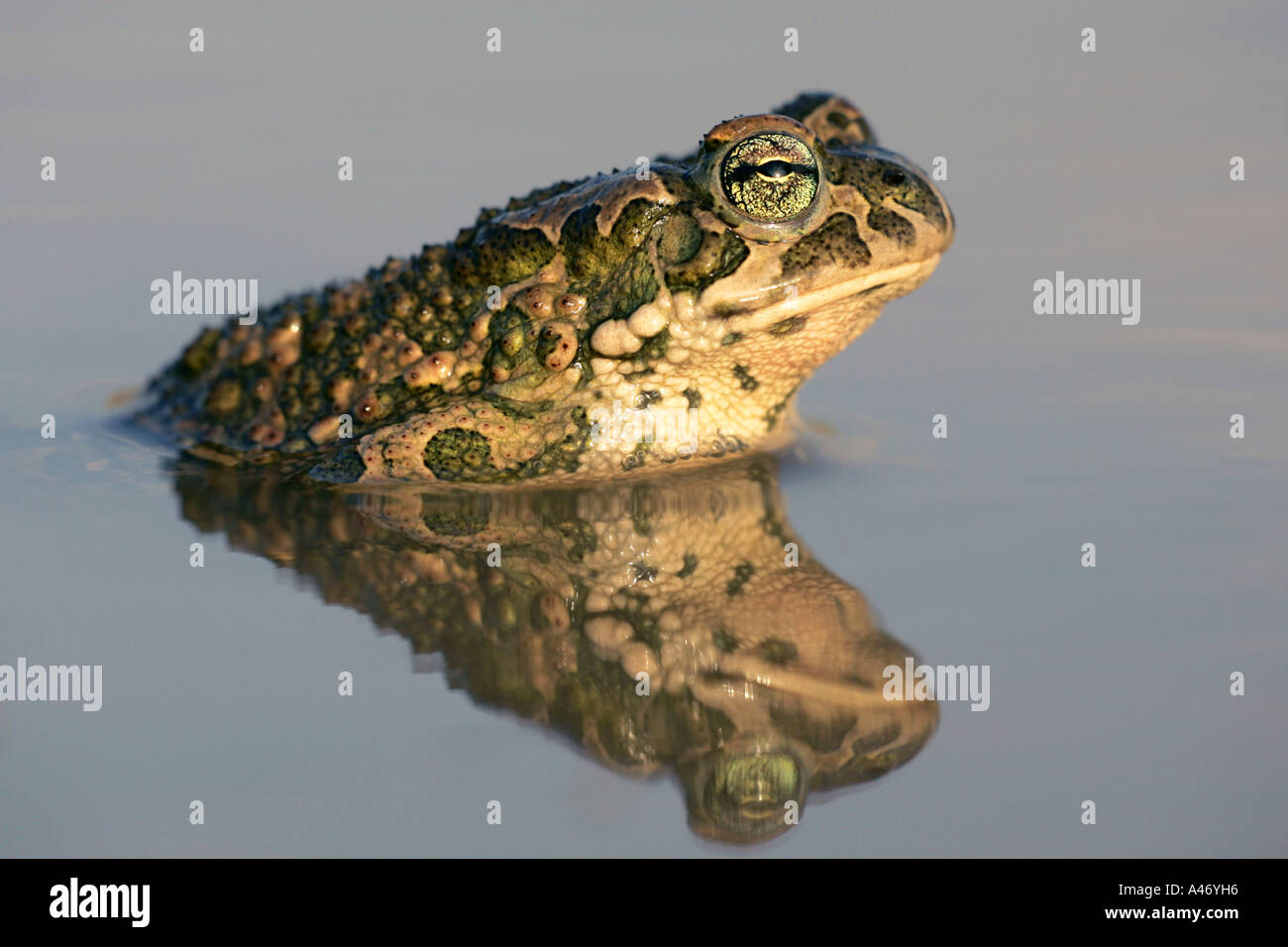 Toads of italy hi-res stock photography and images - Alamy