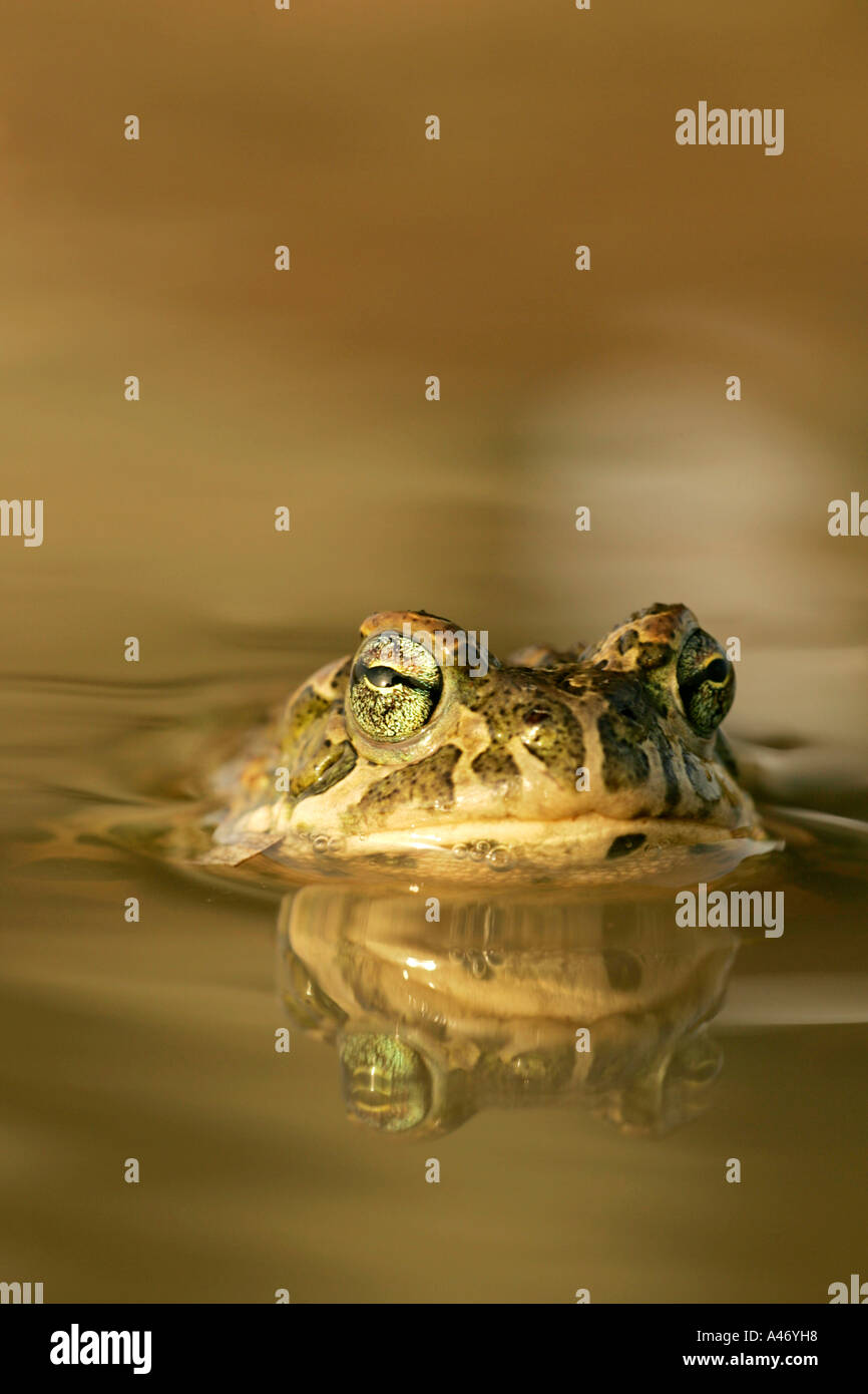 Toads of italy hi-res stock photography and images - Alamy