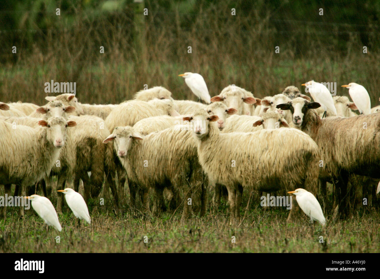 Flock of sheep Stock Photo - Alamy