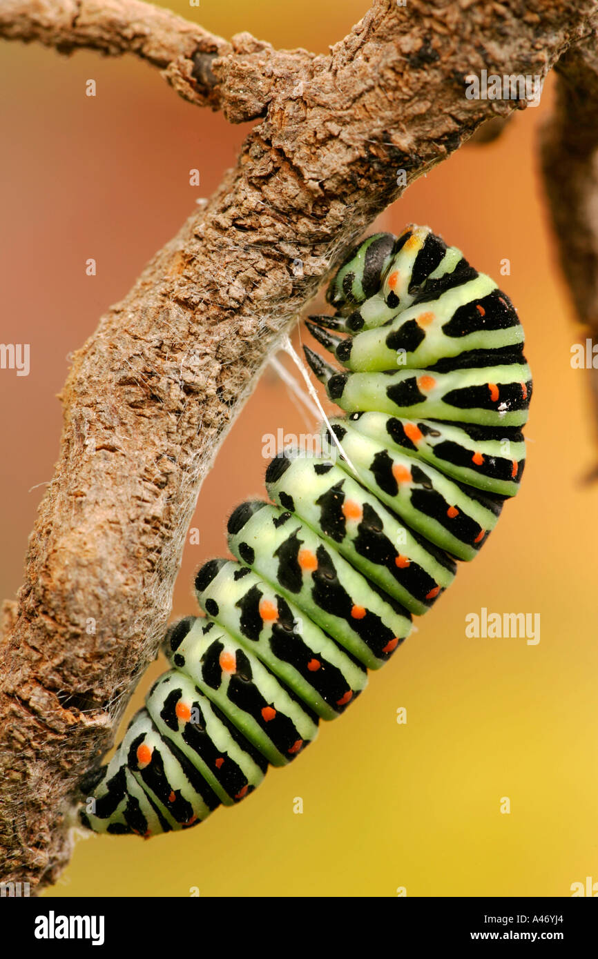 Swallowtail caterpillar pupating hi-res stock photography and images ...