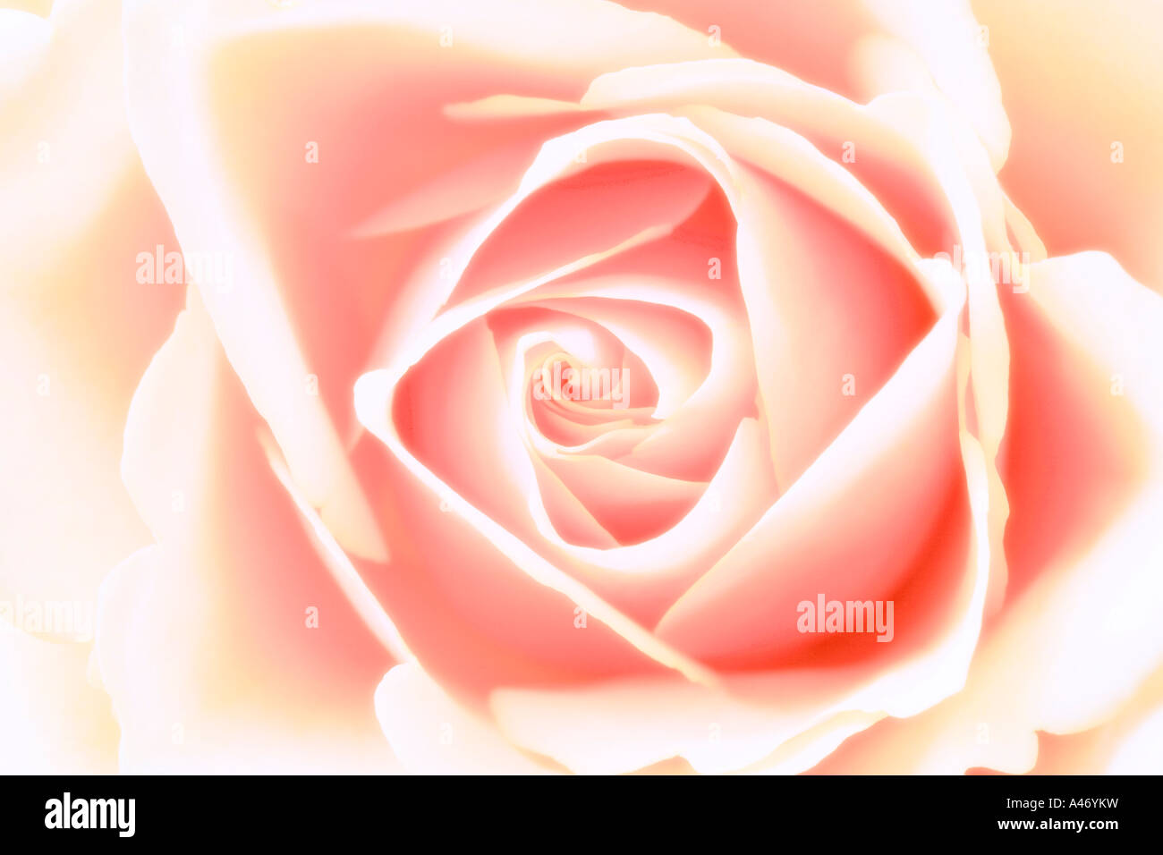 Rose in pastel, rosa Stock Photo - Alamy