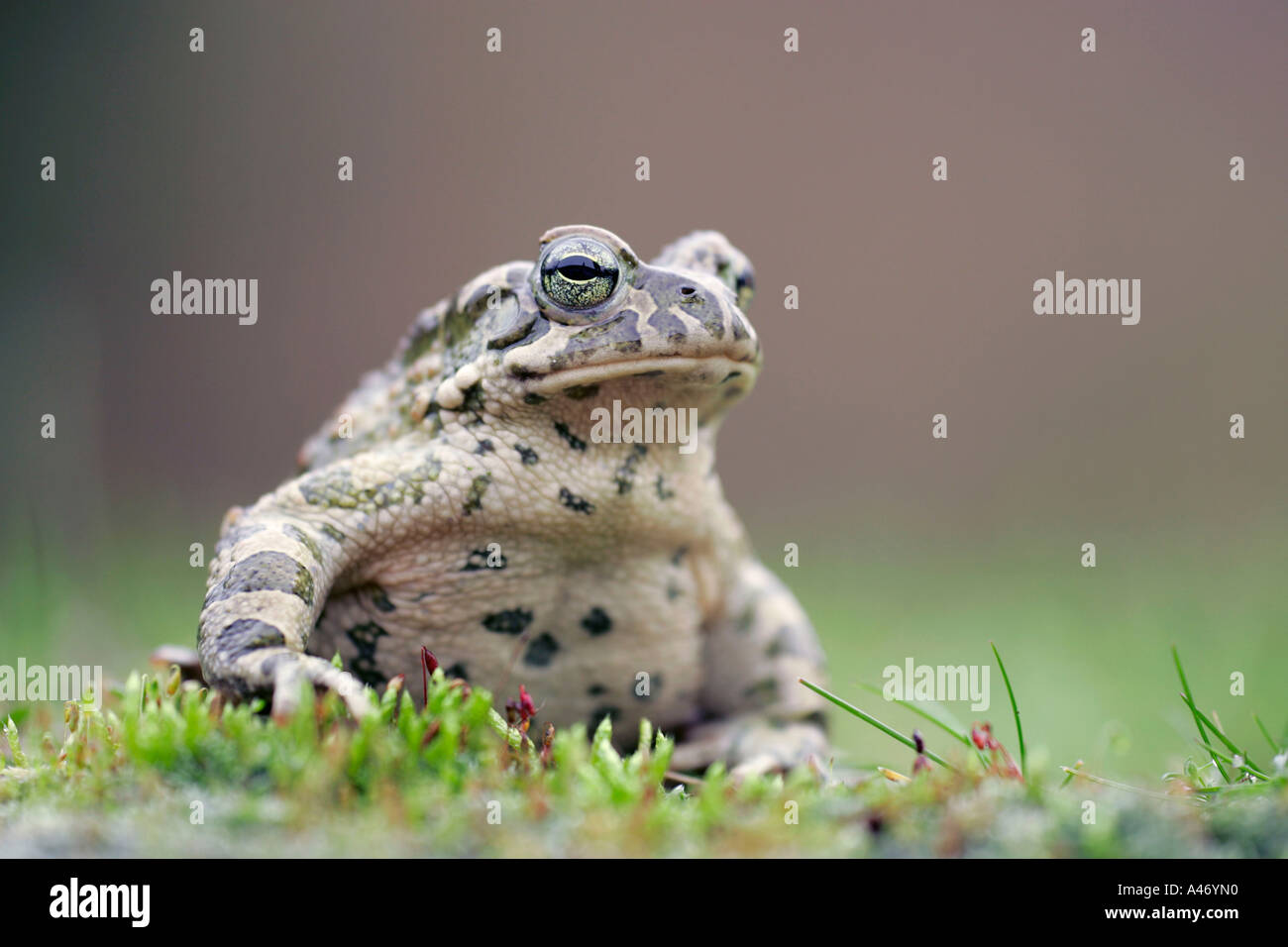 Toads of italy hi-res stock photography and images - Alamy