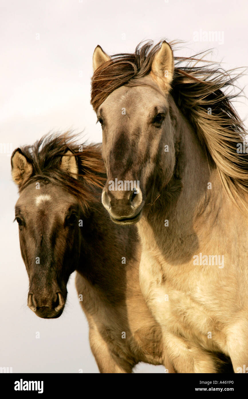 Two konik horses hi-res stock photography and images - Alamy