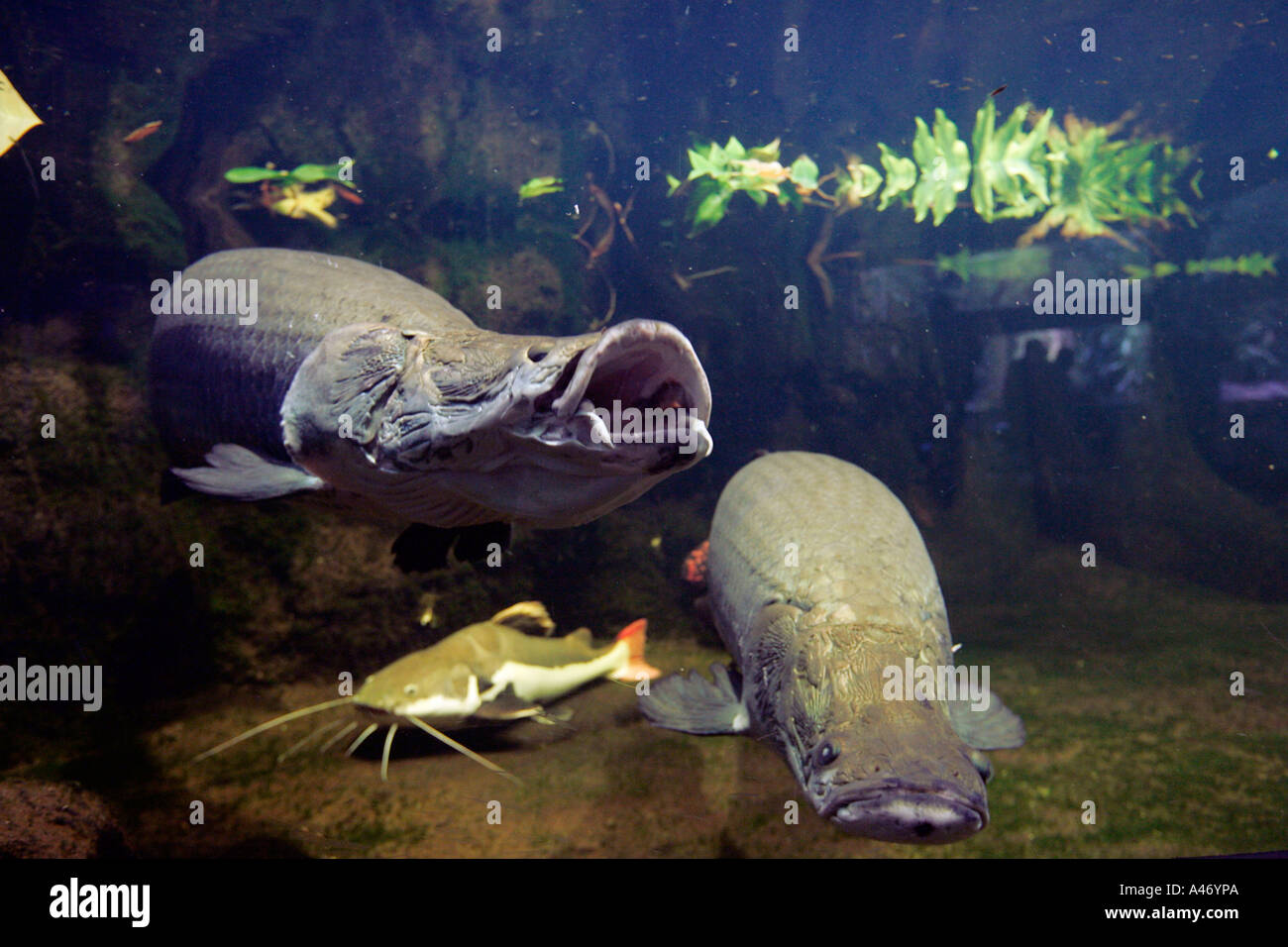 Arapaima gigas hi-res stock photography and images - Alamy