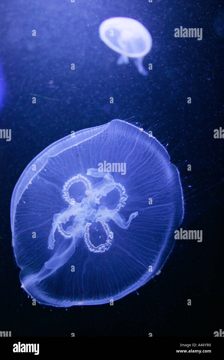 Moon Jelly Common Jellyfish Stock Photo - Alamy