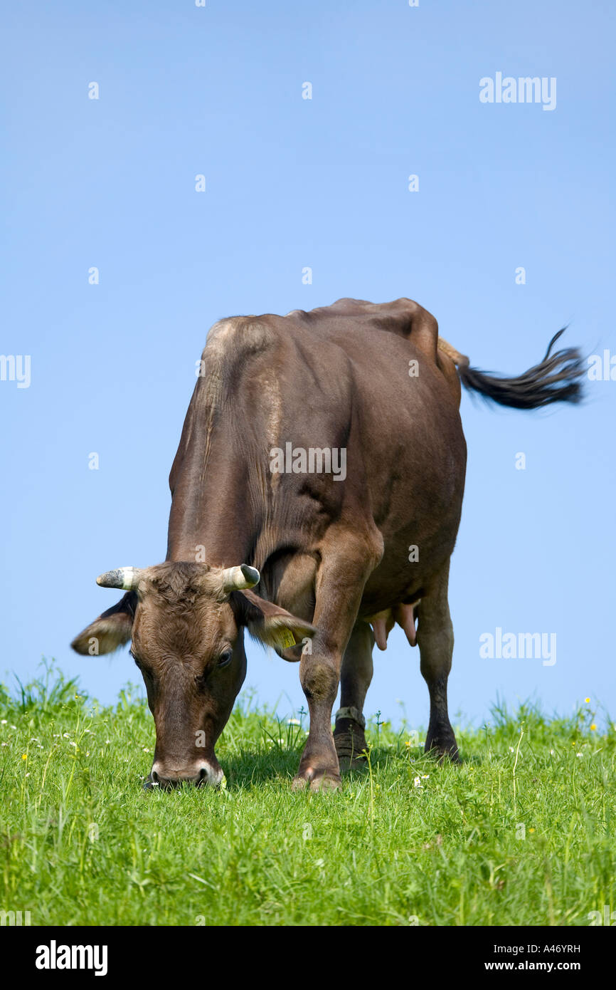 A milk cow on a pasture, Allgau, Germany Stock Photo - Alamy