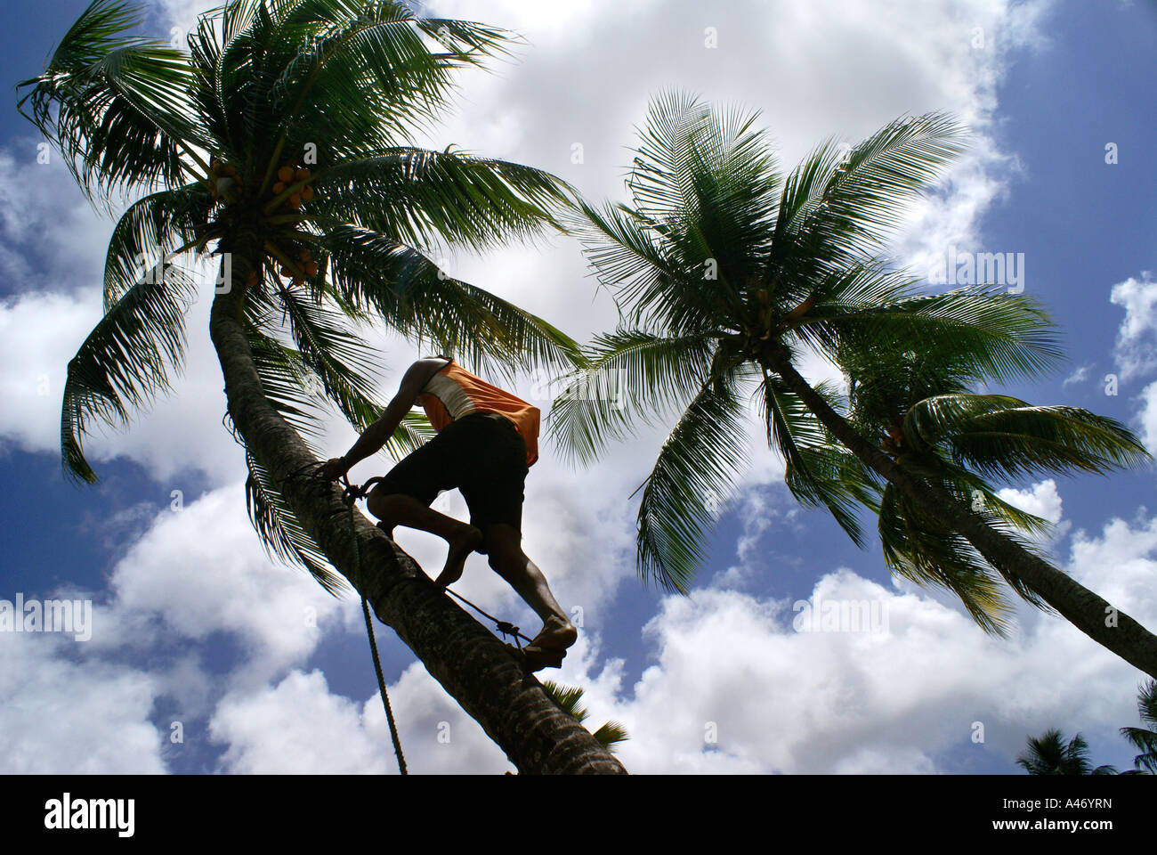 Brazil man climbing palm tree hi-res stock photography and images - Alamy