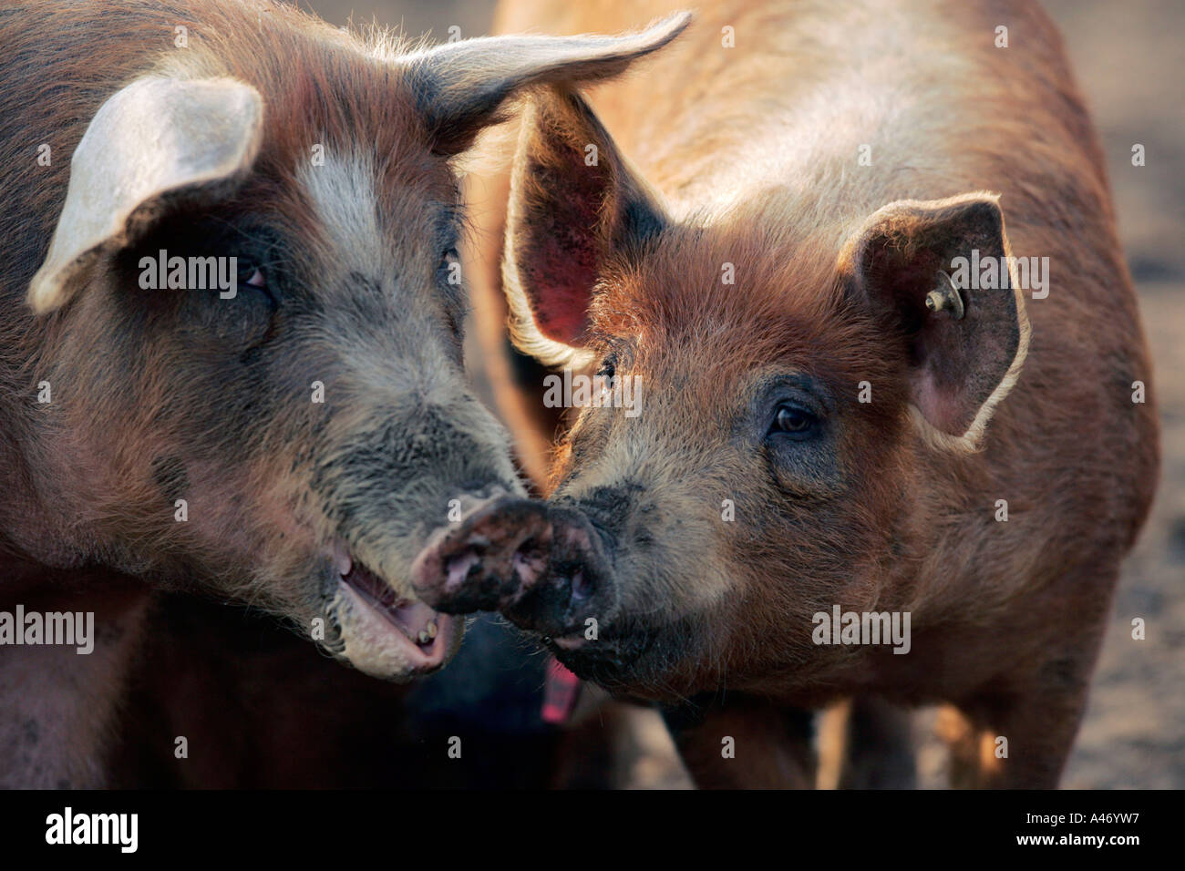 Pig pair hi-res stock photography and images - Alamy