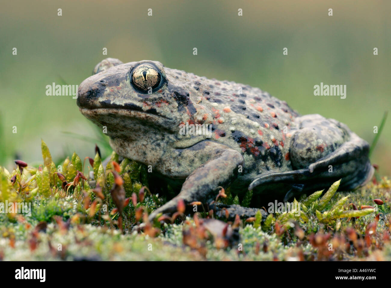 Frogs foot hi-res stock photography and images - Alamy