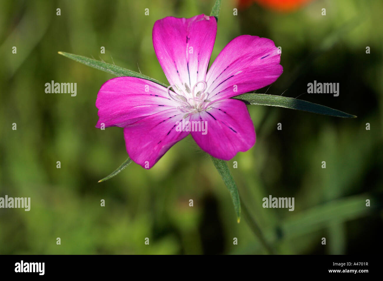 Corn cockle (Agrostemma githago Stock Photo - Alamy