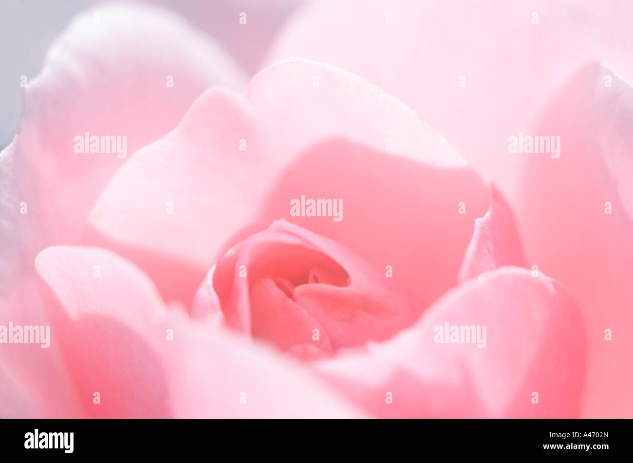 Pink rose blossom in Wisley Gardens, England Stock Photo - Alamy