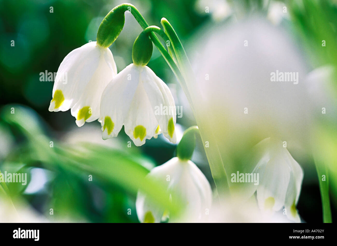 Snowflake (Leucojum vernum Stock Photo - Alamy