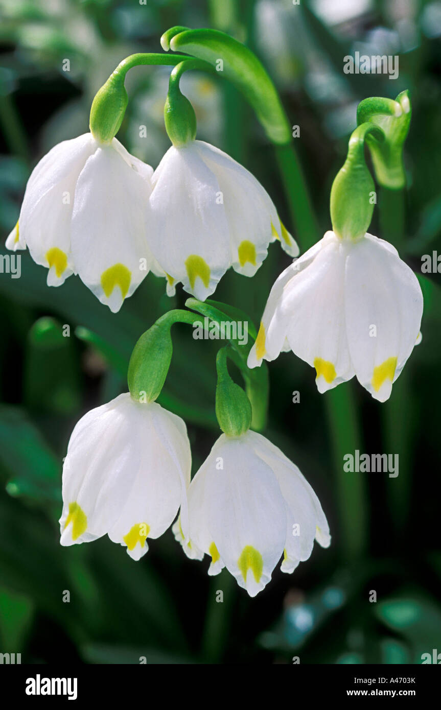 Snowflake (Leucojum vernum Stock Photo - Alamy
