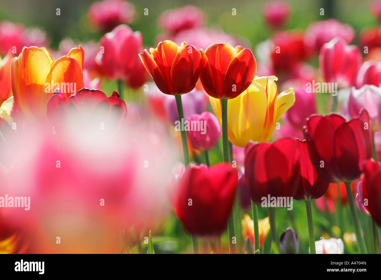 Season of tulips hi-res stock photography and images - Alamy