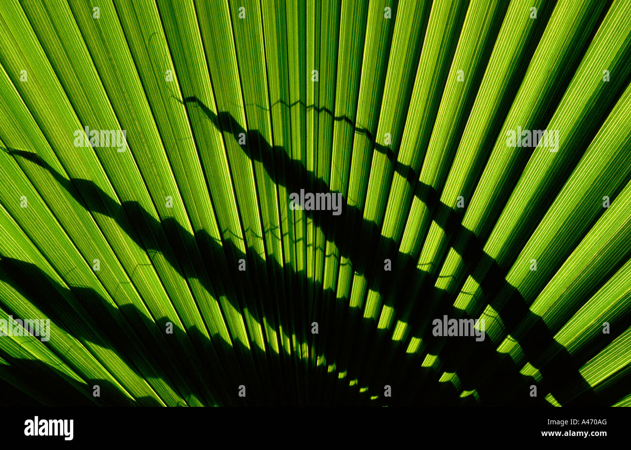 Fronds of a palm tree Stock Photo - Alamy