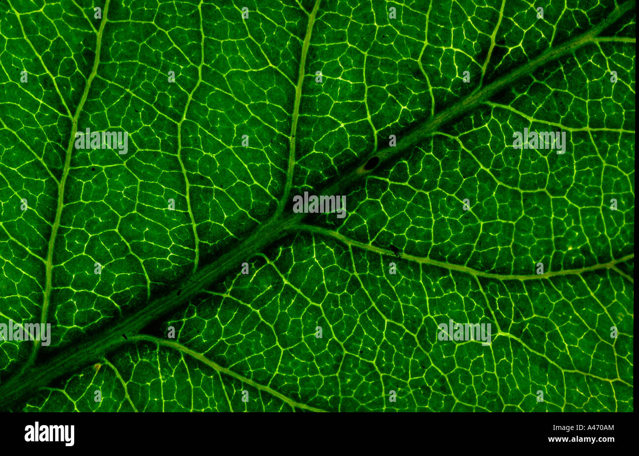 Structure of a leaf Stock Photo - Alamy