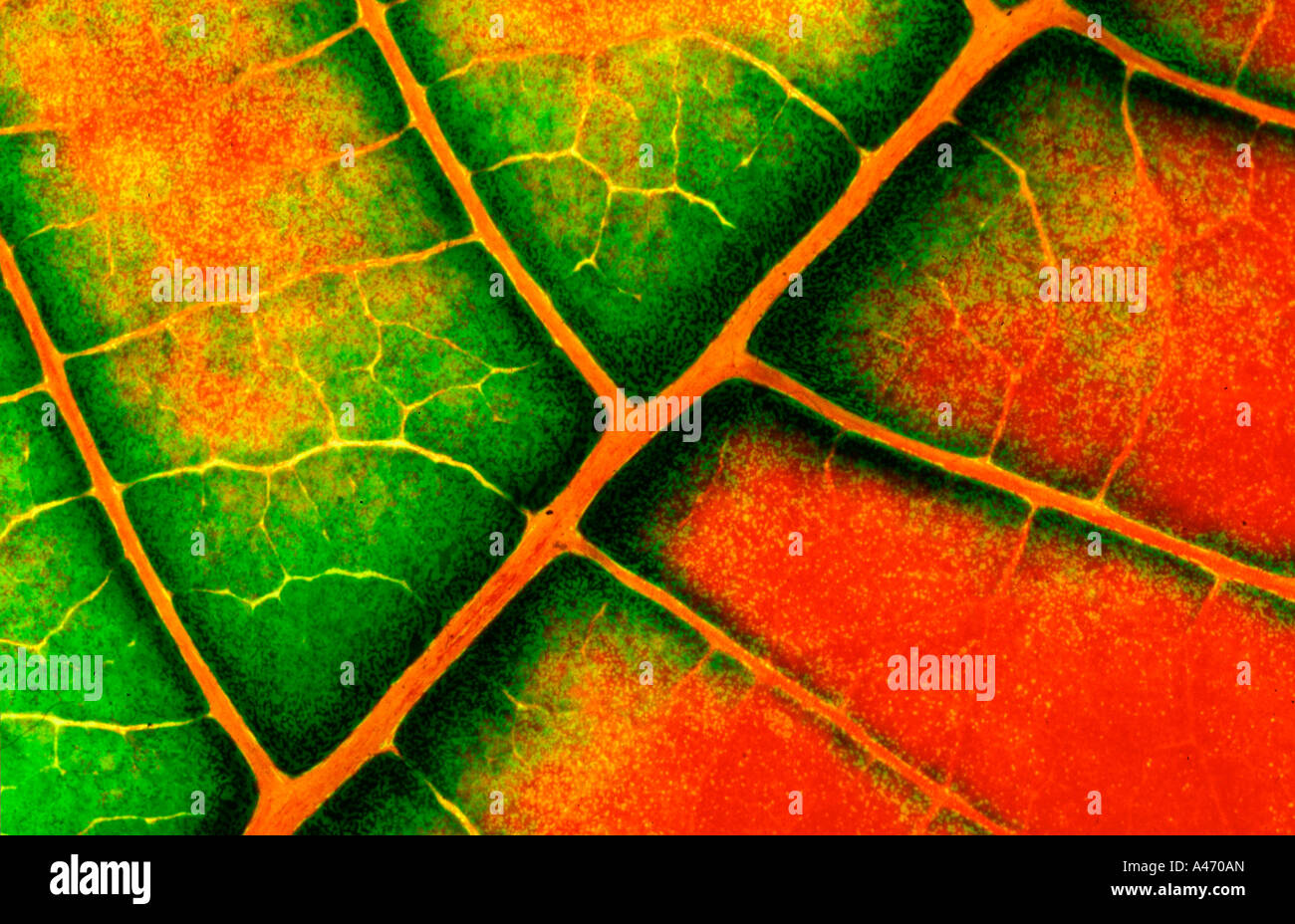 Structure of a leaf Stock Photo - Alamy