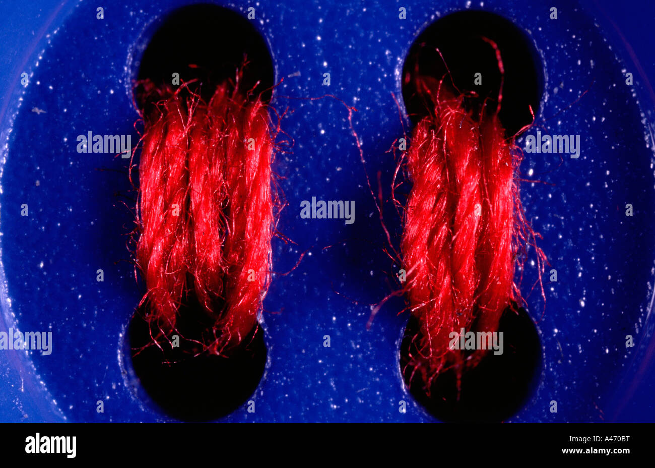 Button with thread close-up Stock Photo - Alamy