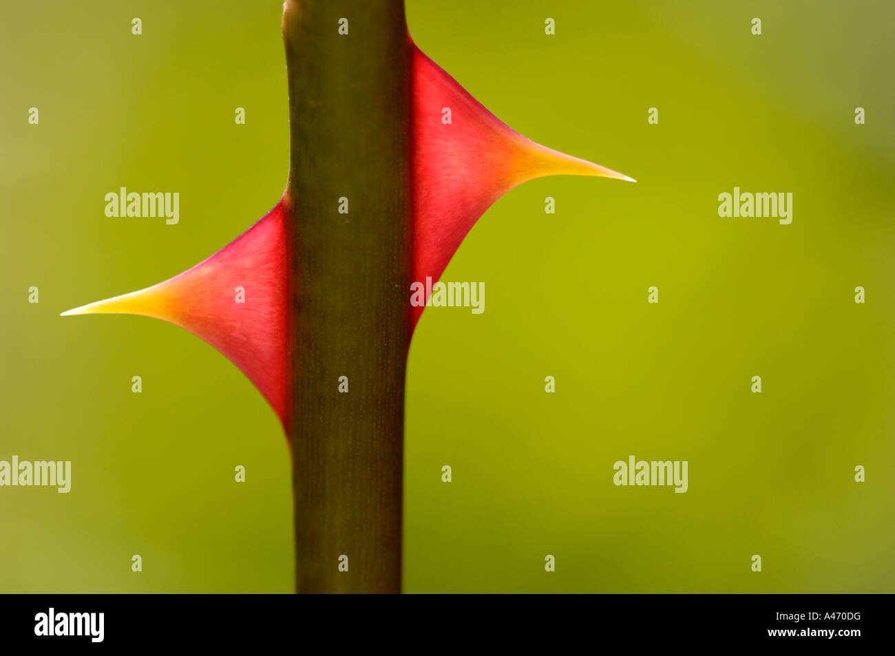 Rose plant thorns hi-res stock photography and images - Alamy