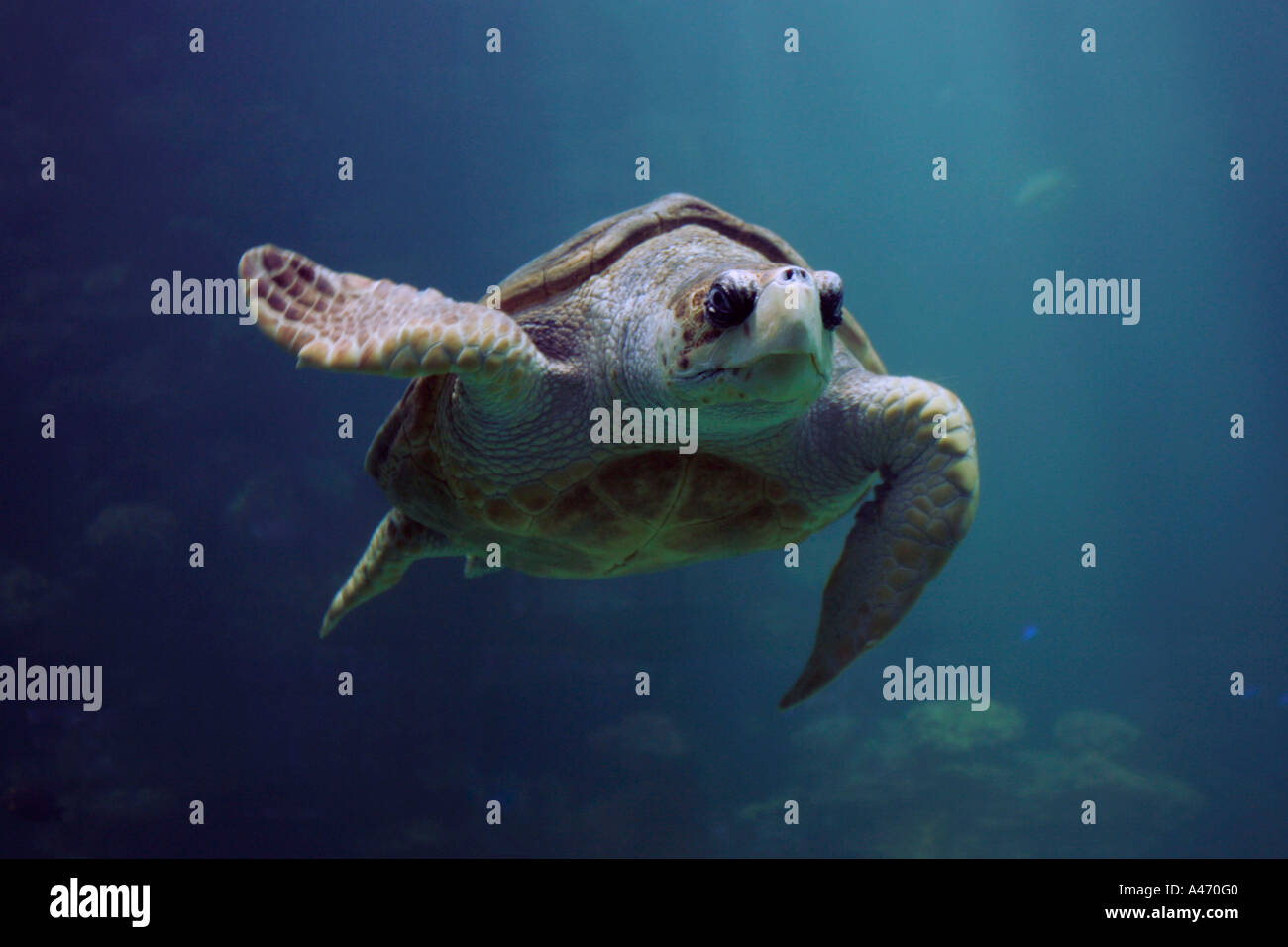 Loggerhead seaturtle hi-res stock photography and images - Alamy