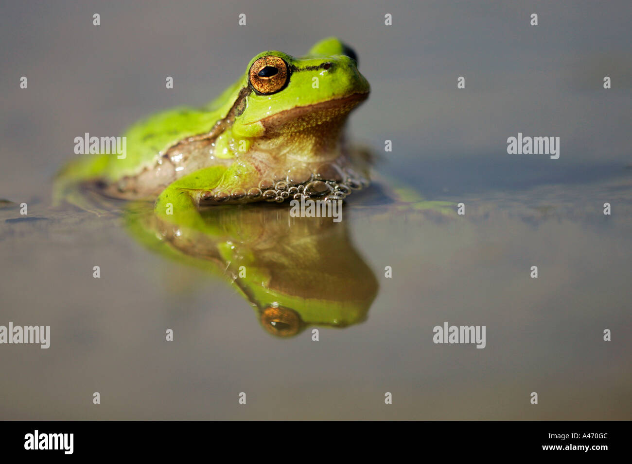 Tree Frog Tree Toad Stock Photo - Alamy