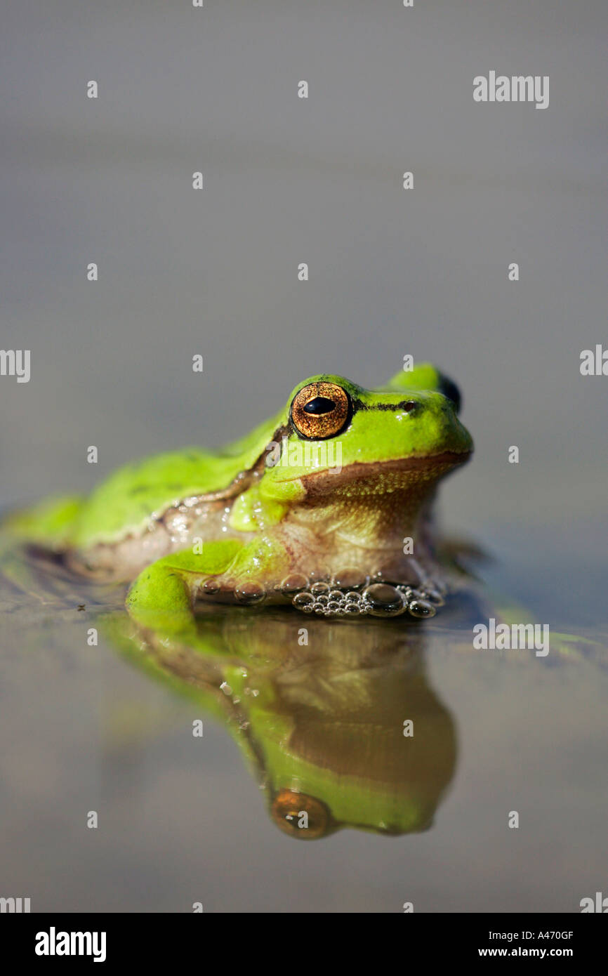 Tree Frog Tree Toad Stock Photo - Alamy