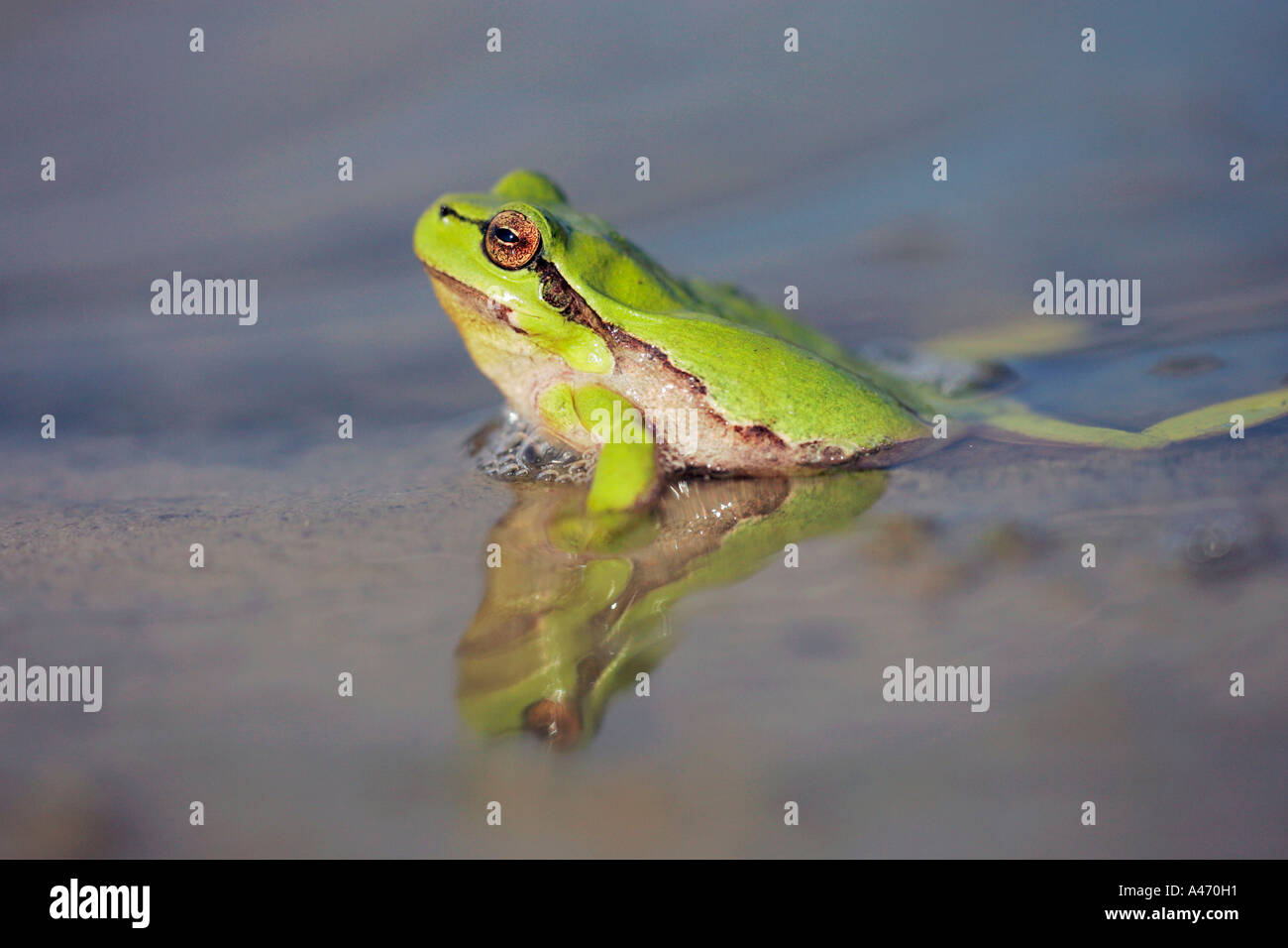 Tree Frog Tree Toad Stock Photo - Alamy