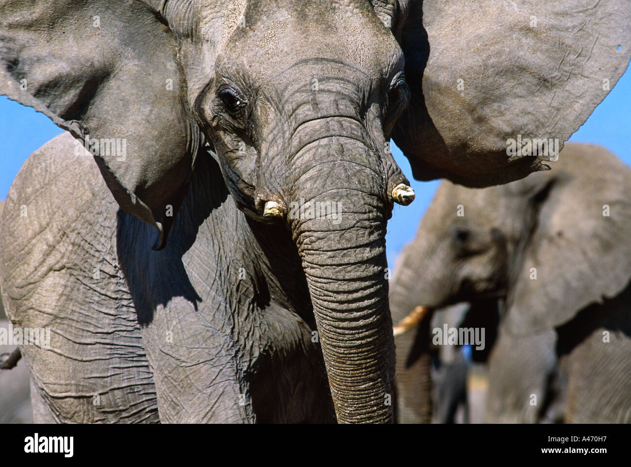 Charge posture hi-res stock photography and images - Alamy