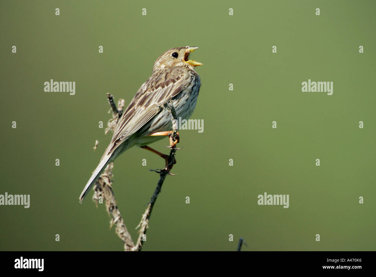 Corn bunting single hi-res stock photography and images - Alamy