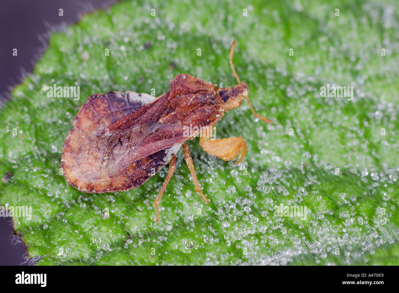 Predatory Bug Stock Photo - Alamy