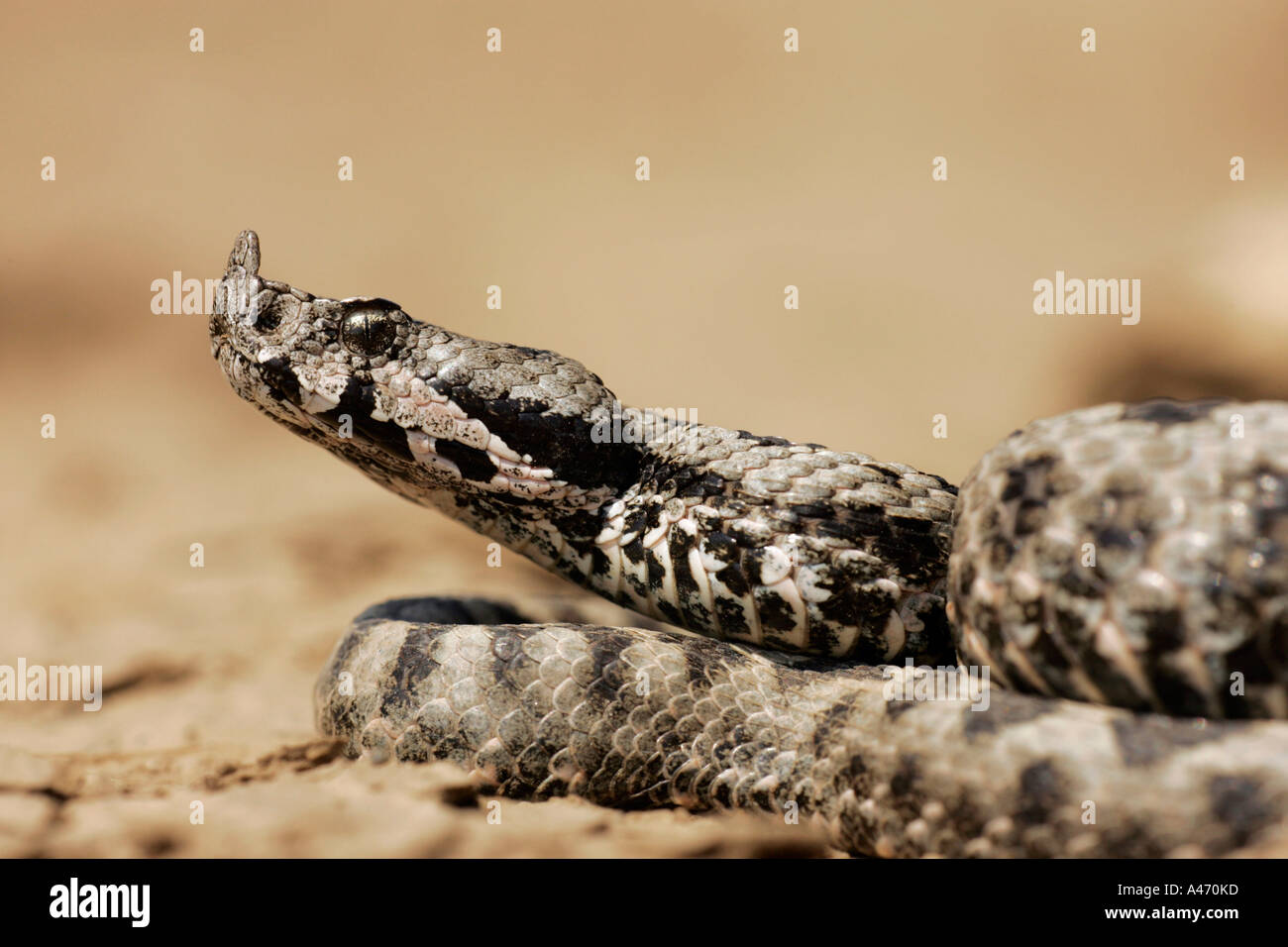 Nose-horned Viper Sand Viper Stock Photo - Alamy