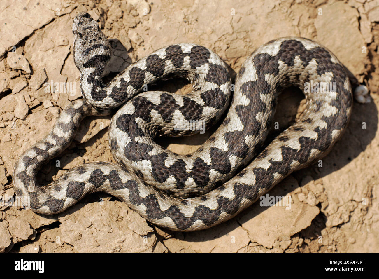 Sand viper hi-res stock photography and images - Alamy