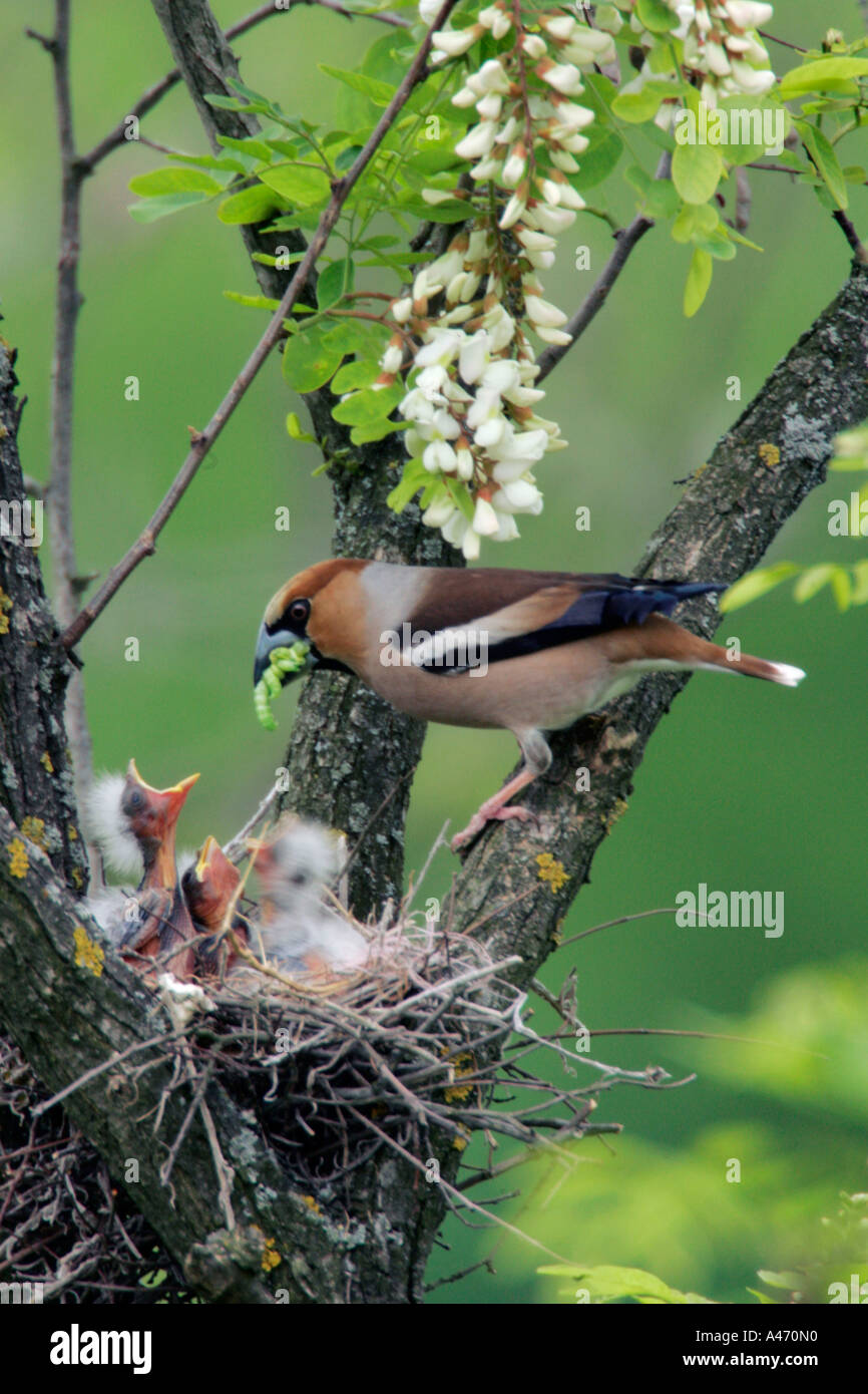 Hawfinch nest hi-res stock photography and images - Alamy