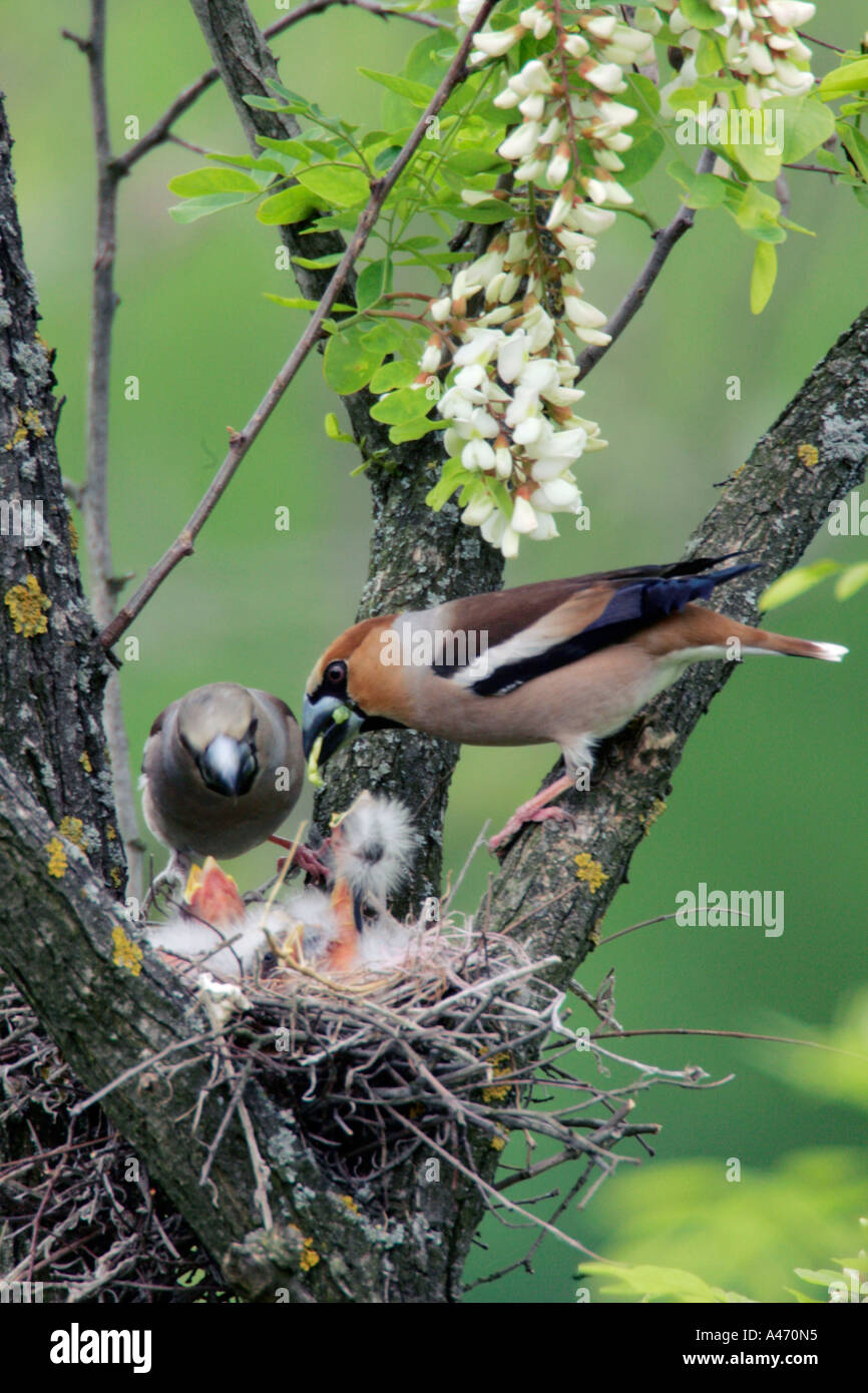 Young hawfinch hi-res stock photography and images - Alamy