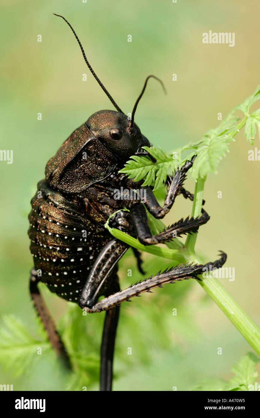 Deracantha hi-res stock photography and images - Alamy