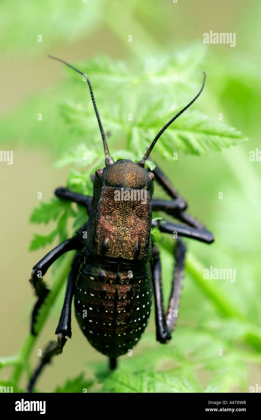 Deracantha hi-res stock photography and images - Alamy