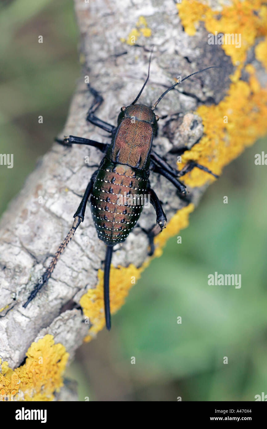 Deracantha hi-res stock photography and images - Alamy