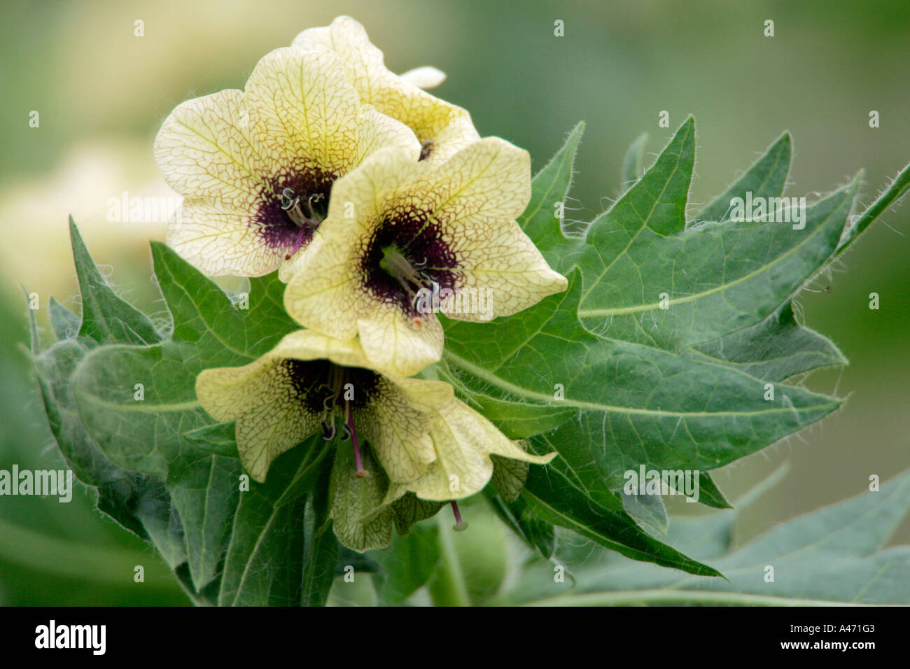 Henbane hi-res stock photography and images - Alamy