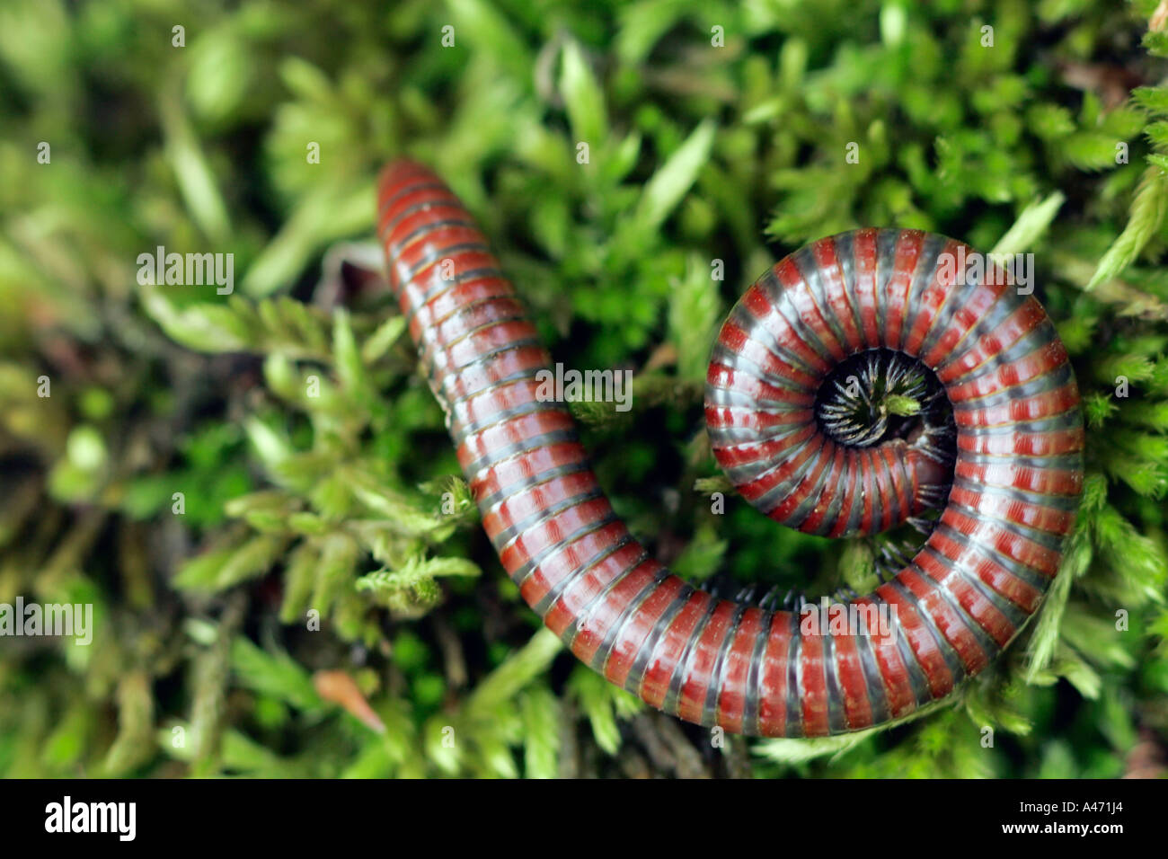 Millepedes High Resolution Stock Photography and Images - Alamy