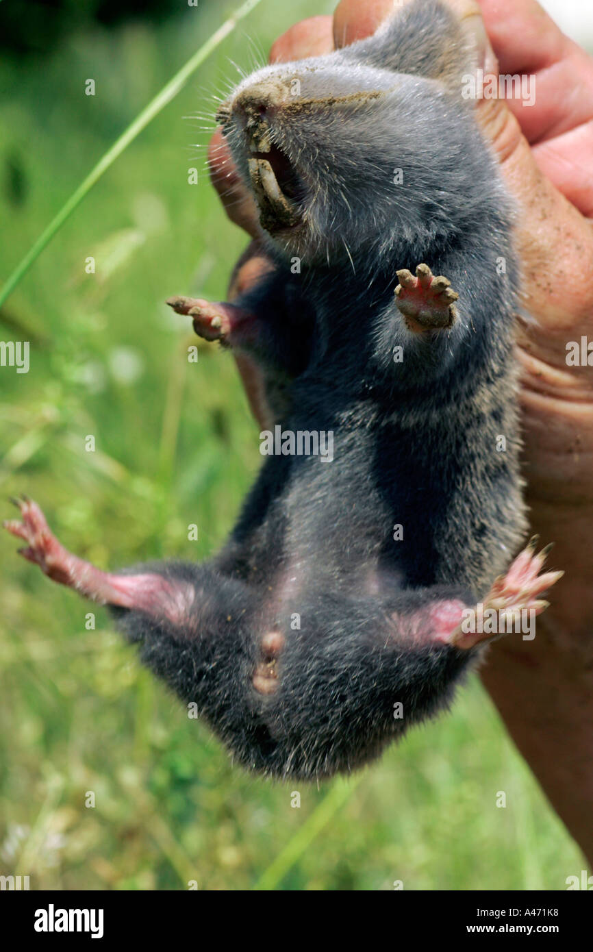 Mole rat hi-res stock photography and images - Alamy
