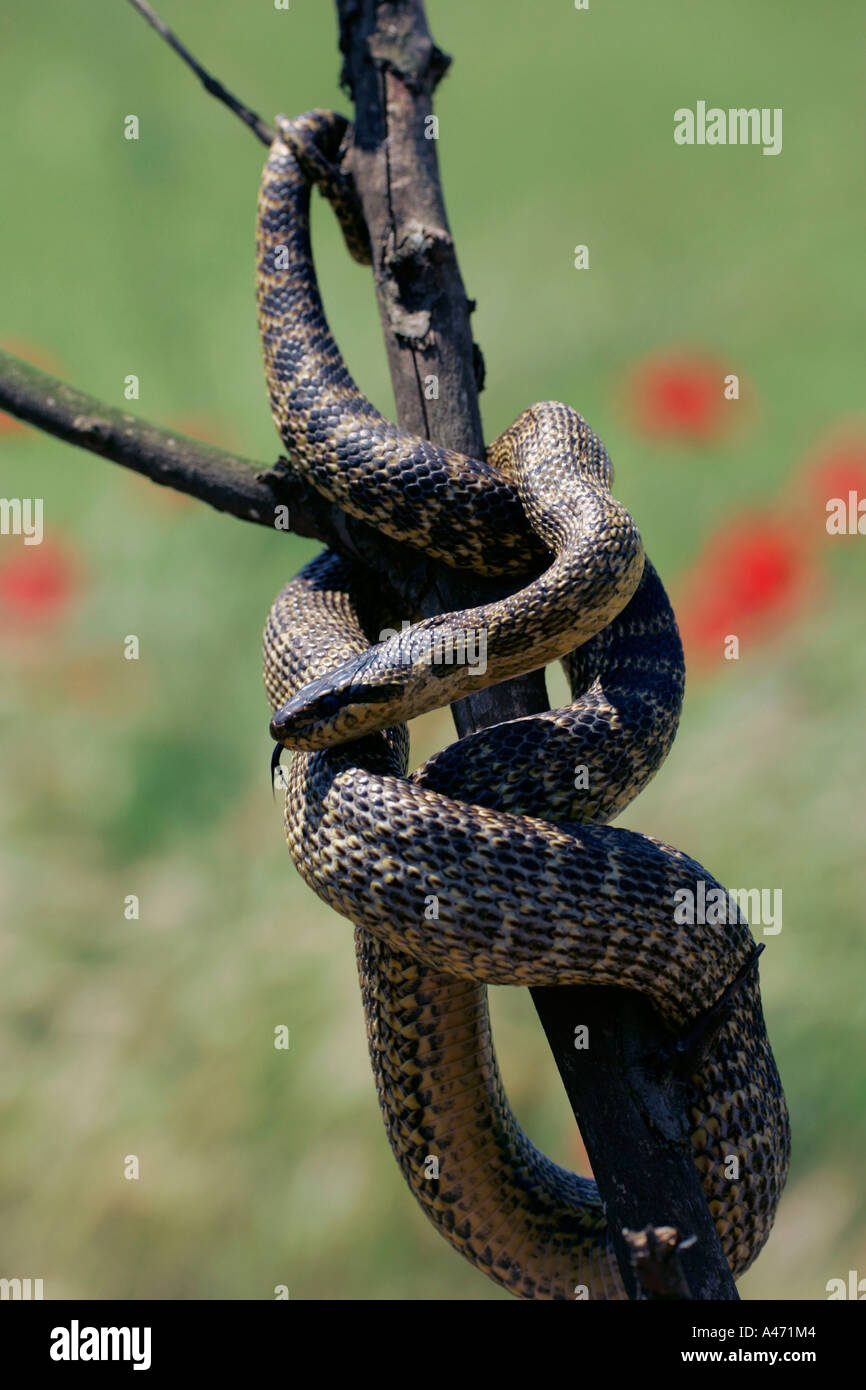 Four-lined Snake Four-lined Ratsnake Stock Photo - Alamy