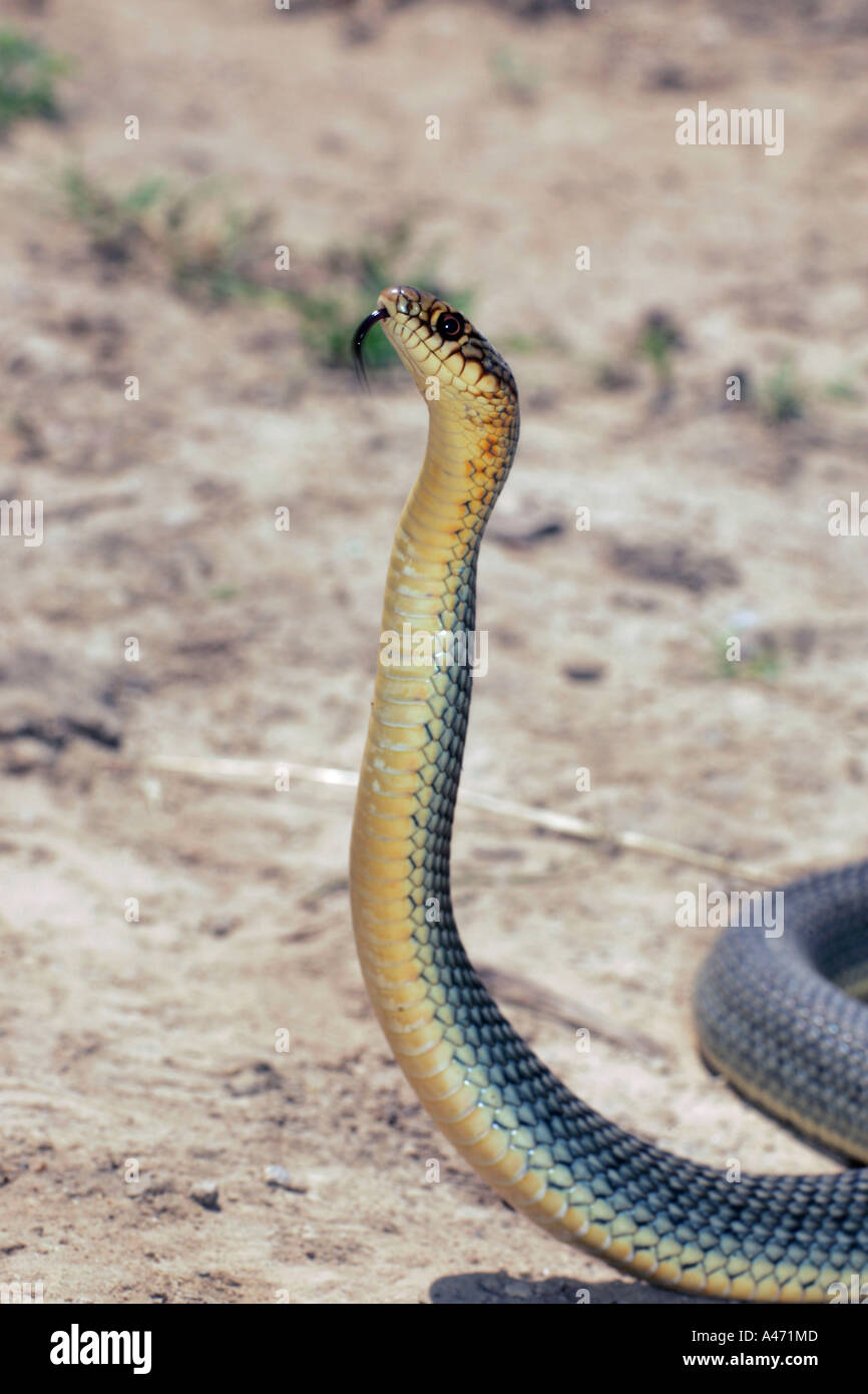 Large Whip Snake Stock Photo - Alamy
