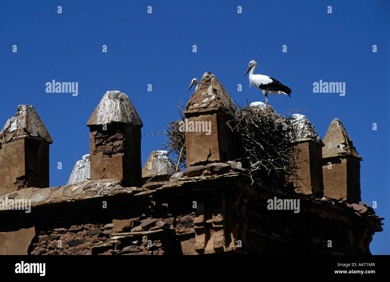 Stork And Nest Perched On An Tower Morocco Kasbah Telouet Stock Photo ...